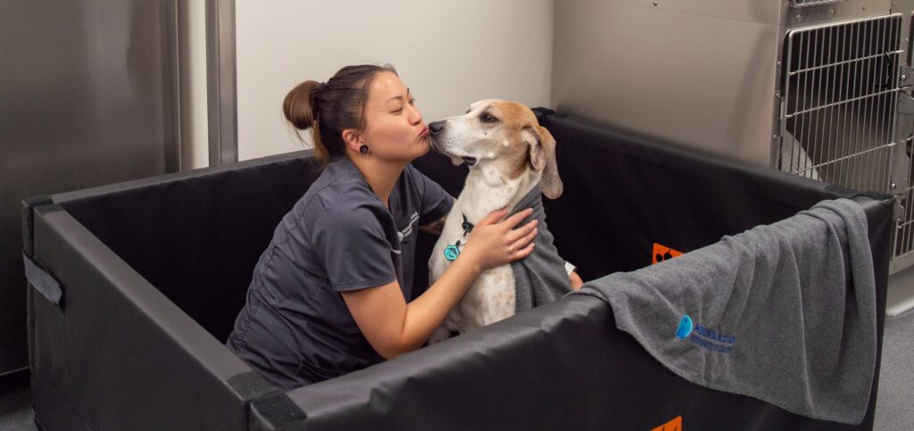 What To Expect | Mountain Star Veterinary Specialists